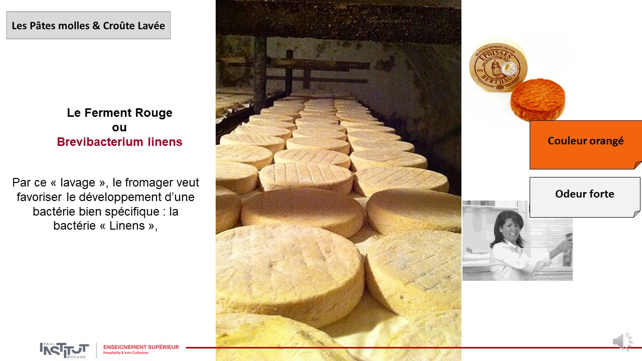 Pâte molle croûte Lavée :: L'univers du fromage